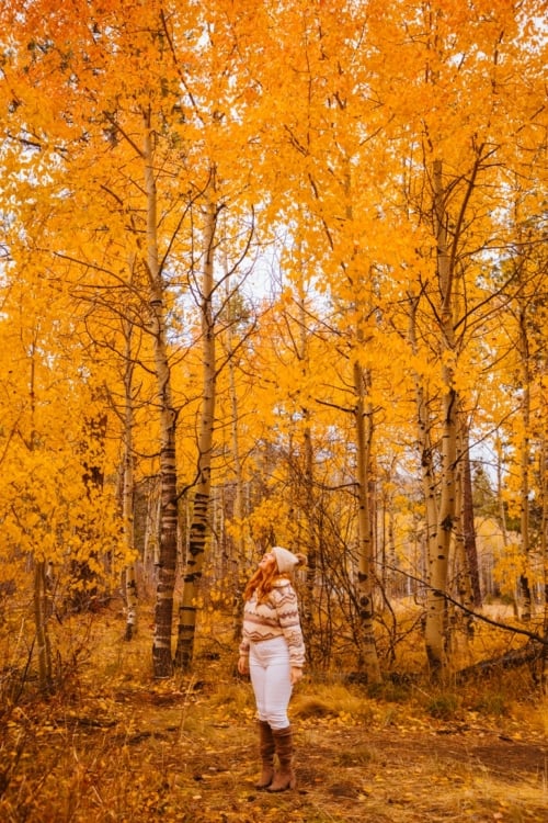 14 Spots To Find Stunning Lake Tahoe & Hope Valley Fall Colors This Autumn