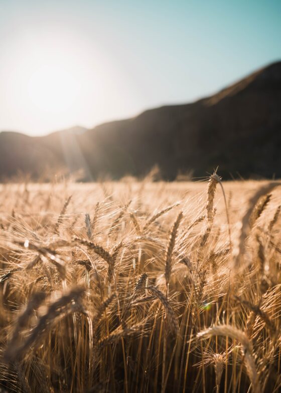 Lammas Celebrations: What Is It & How to Celebrate By Manifesting Your ...