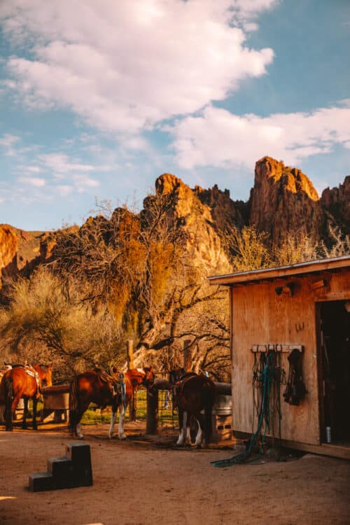 Horseback Riding in Arizona: My Stunning Desert Sunset Trail Ride Near Mesa
