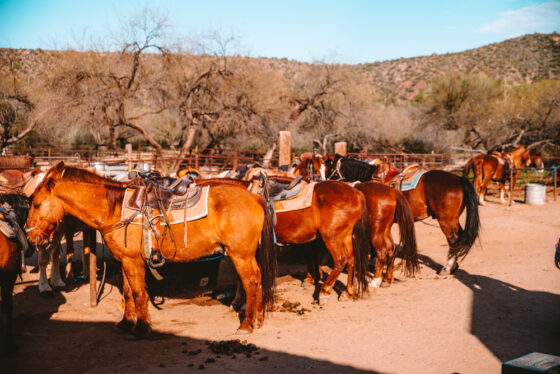 Horseback Riding in Arizona: My Stunning Desert Sunset Trail Ride Near Mesa