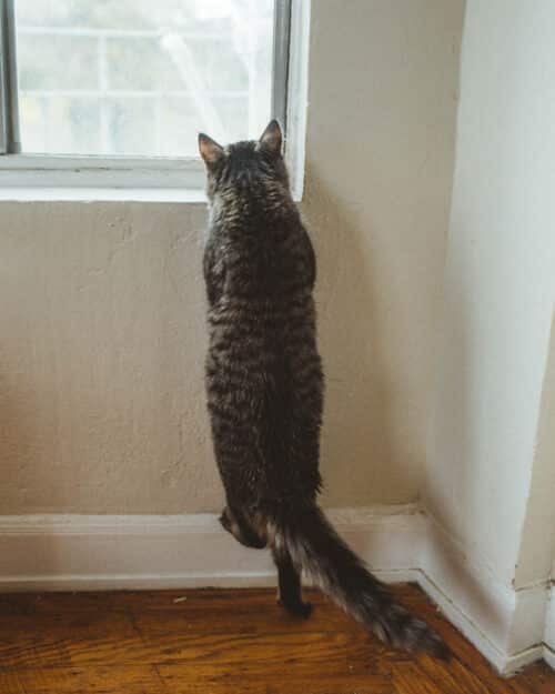 8 Cat-Lady Approved Tips For Leaving Your Cat At Home While On Vacation