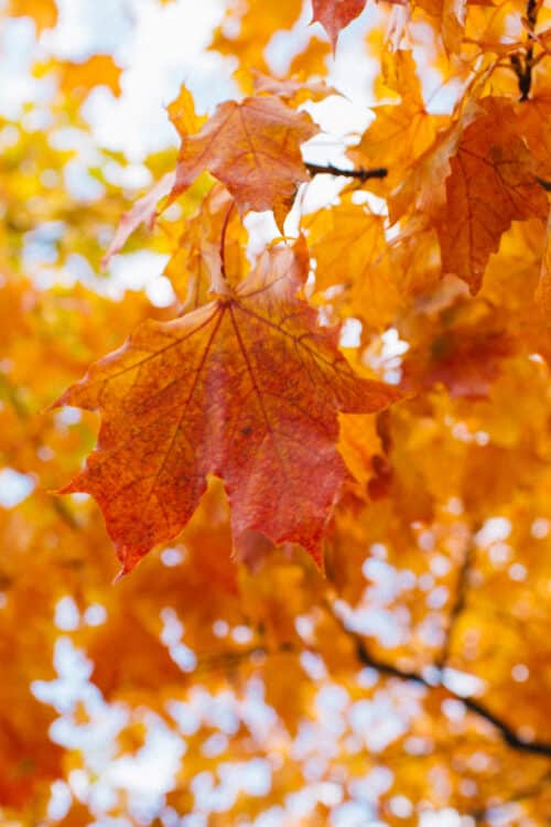 How to Celebrate the Autumn Equinox: 15 Ideas for Abundance