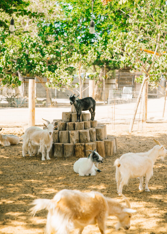 Sleep Above The Palm Trees: Inside ACRE Resort Cabo Treehouse Hotel ...