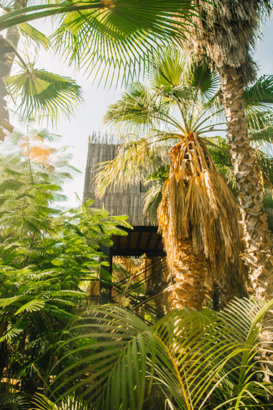 Sleep Above The Palm Trees: Inside ACRE Resort Cabo Treehouse Hotel ...