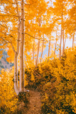 Utah Fall Colors: 14 Insanely Beautiful Places To Find Fall Foliage