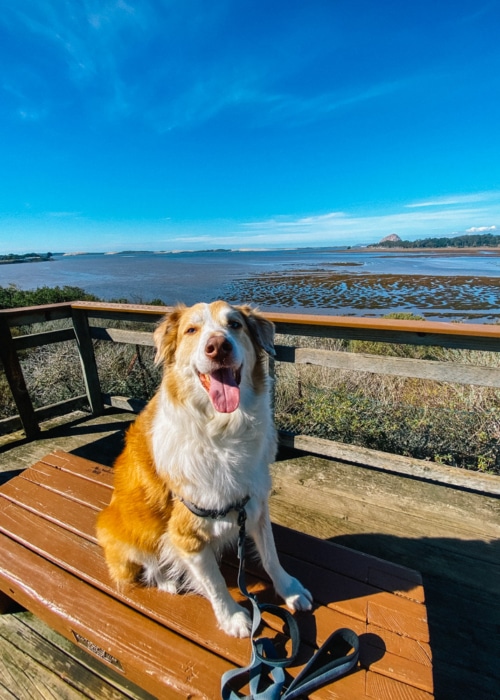 12 Things To Do in Los Osos California, A California Hidden Gem!