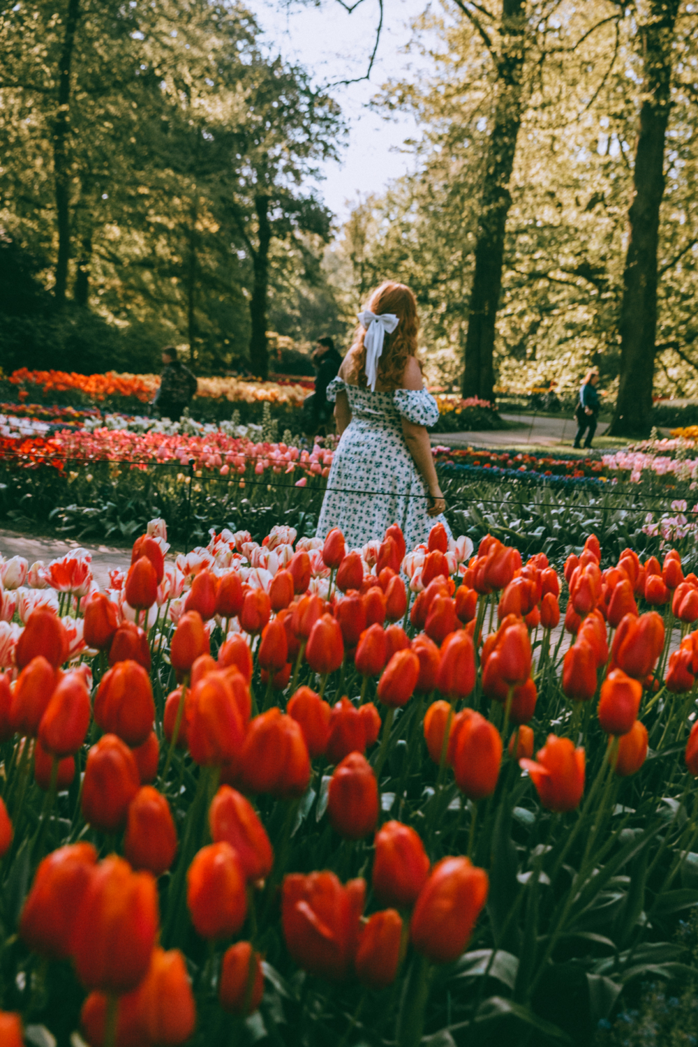 How To Visit Dutch Tulip Fields On A Day Trip From Amsterdam