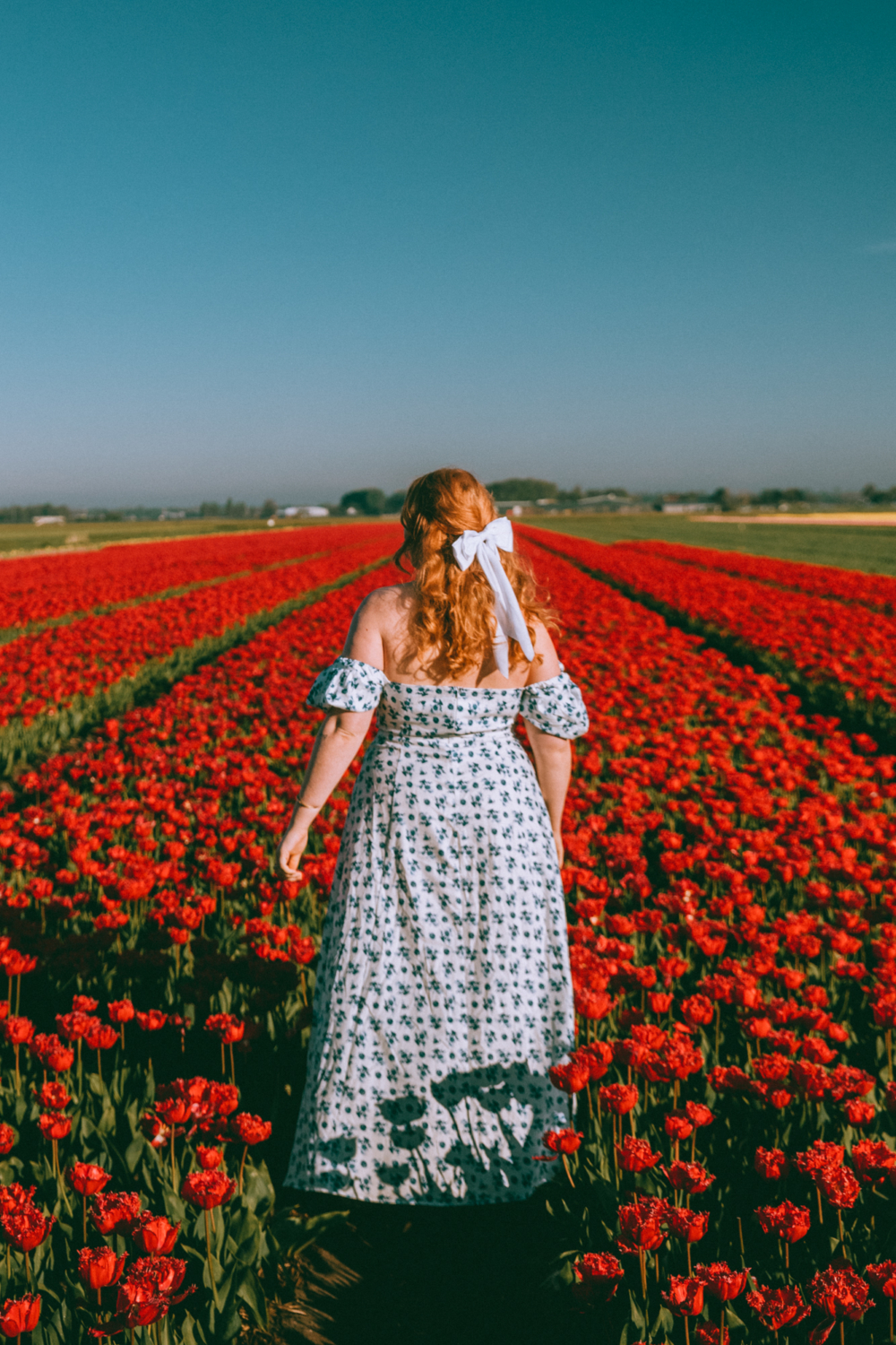 How To Visit Dutch Tulip Fields On A Day Trip From Amsterdam