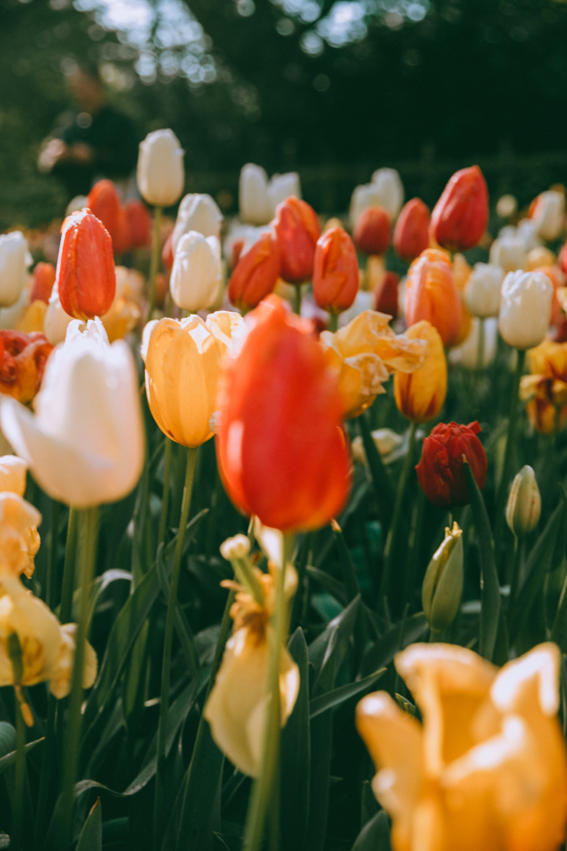 How To Visit Dutch Tulip Fields On A Day Trip From Amsterdam
