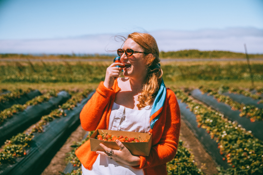 Strawberry Picking in the Bay Area: This Oceanfront Farm Is a Hidden ...