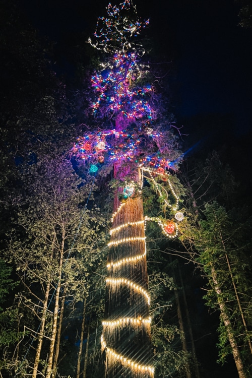 Hidden Gems of Mendocino: Glen Blair Bar and Christmas Tree Ride On The ...