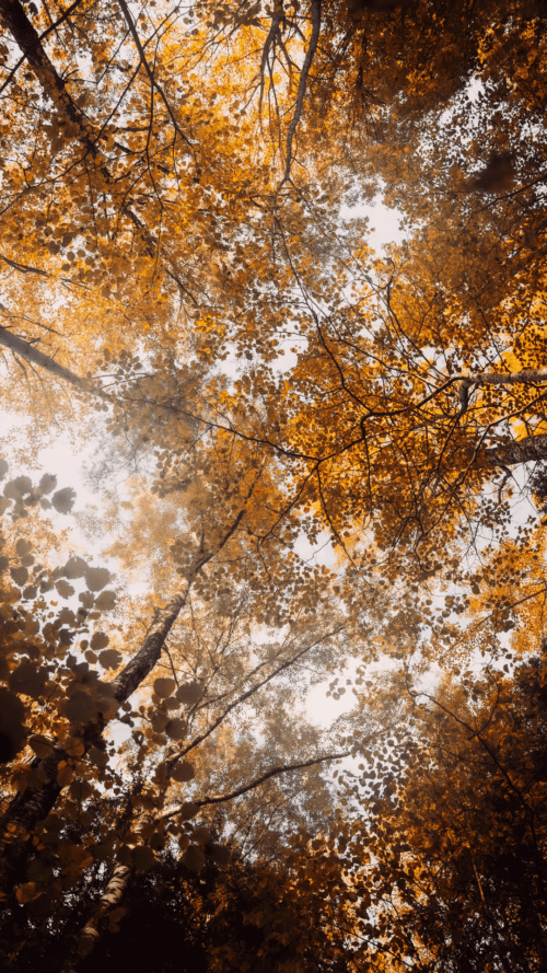 60+ FREE Aesthetic Fall Phone Wallpapers For Spooky Season