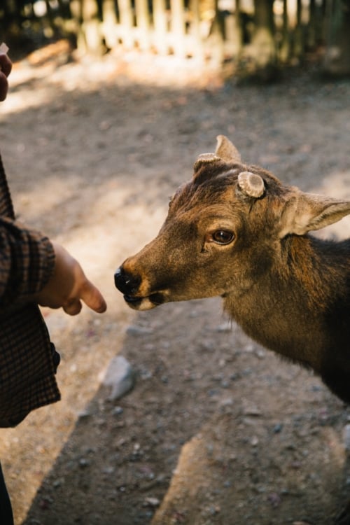 Nara Day Trip From Kyoto or Osaka With Calm Deer Spots Most People Miss