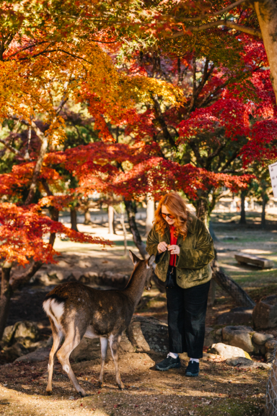 Nara Day Trip From Kyoto or Osaka With Calm Deer Spots Most People Miss