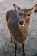 Nara Day Trip From Kyoto or Osaka With Calm Deer Spots Most People Miss