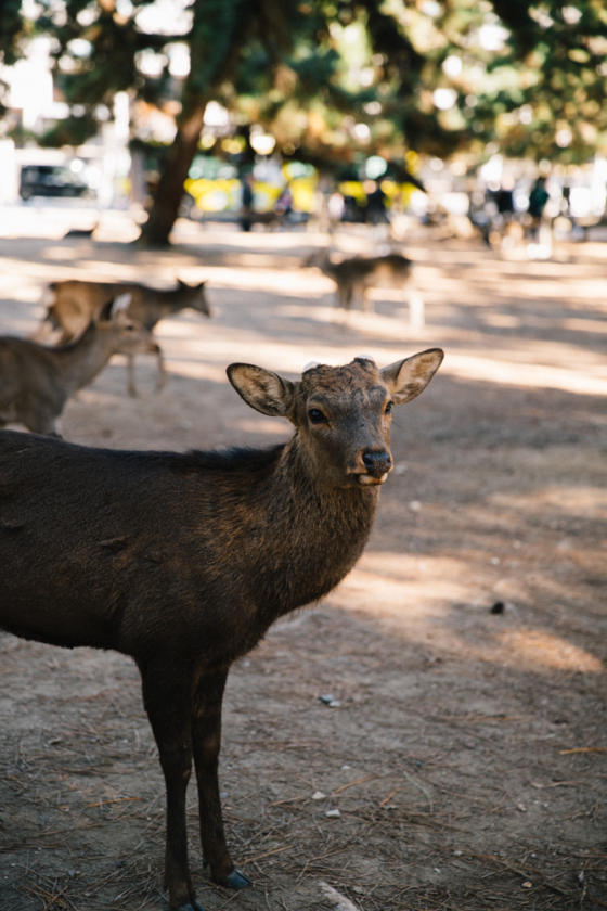 Nara Day Trip From Kyoto or Osaka With Calm Deer Spots Most People Miss